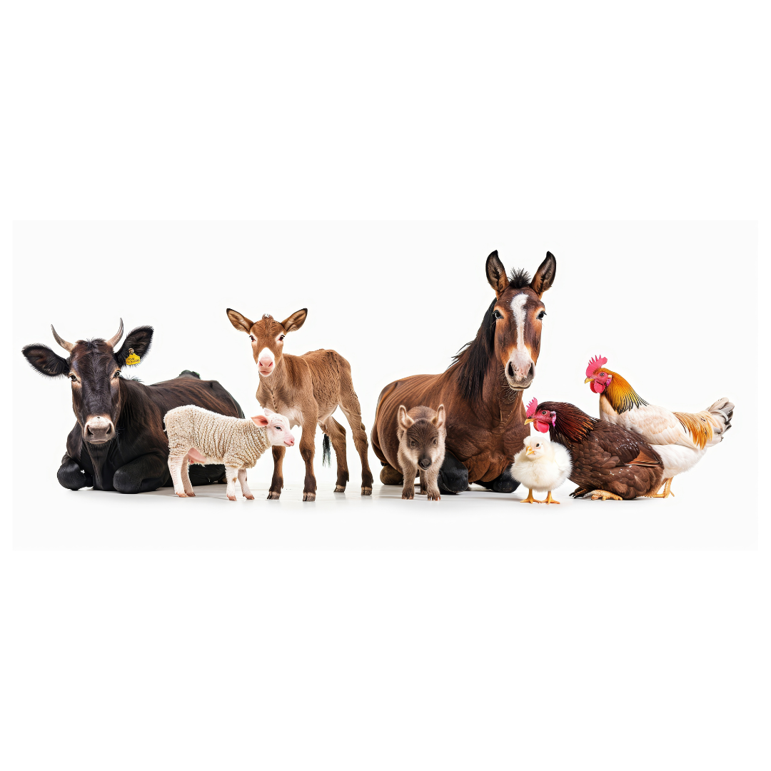 Farm Animals - SAVA Healthcare Ltd